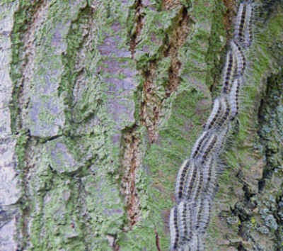 Jagd auf den Eichenprozessions- spinner